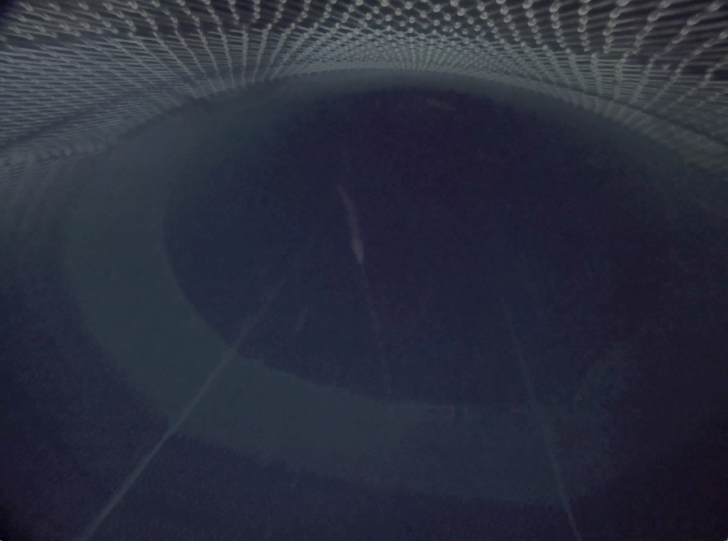 Gelatinous Zooplankton – Alina Madita Wieczorek